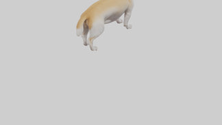 Dog Tail 3D model – 3D Model Store