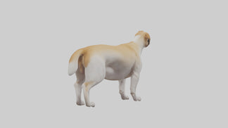 Dog Tail 3D model – 3D Model Store
